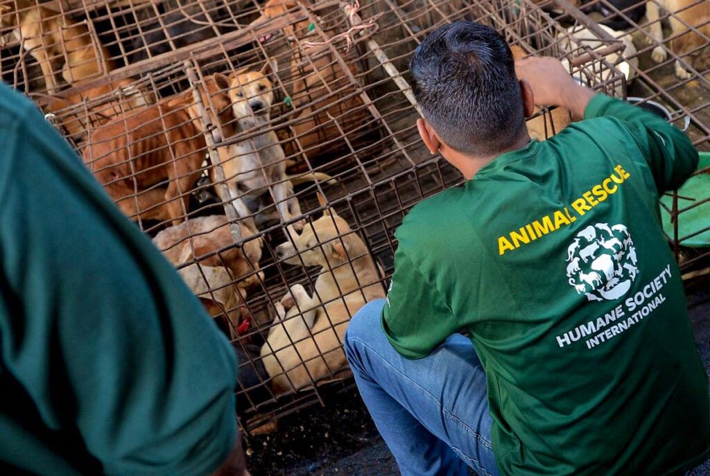 Jakarta bans sale of dog and cat meat - Carroll County Observer